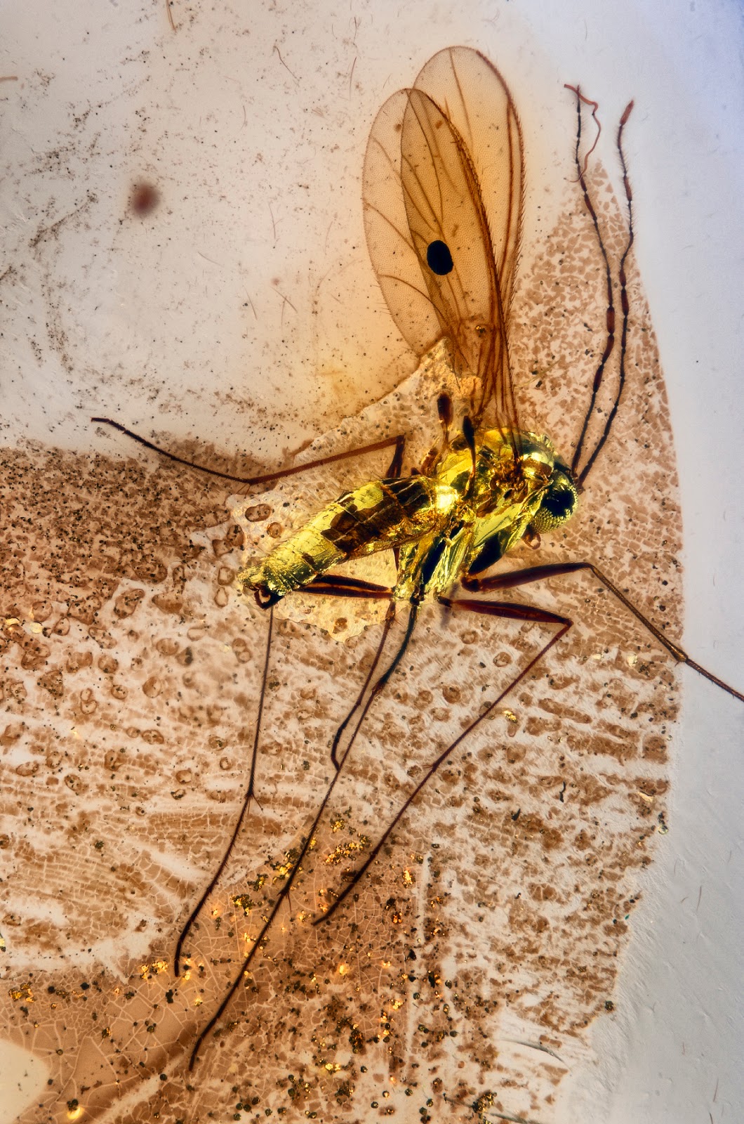 Morten Øen: 28-38 mill year old insects in Amber, April 2017, Nissedal ...