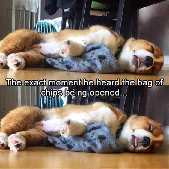 Funny Sleeping Dog Meme