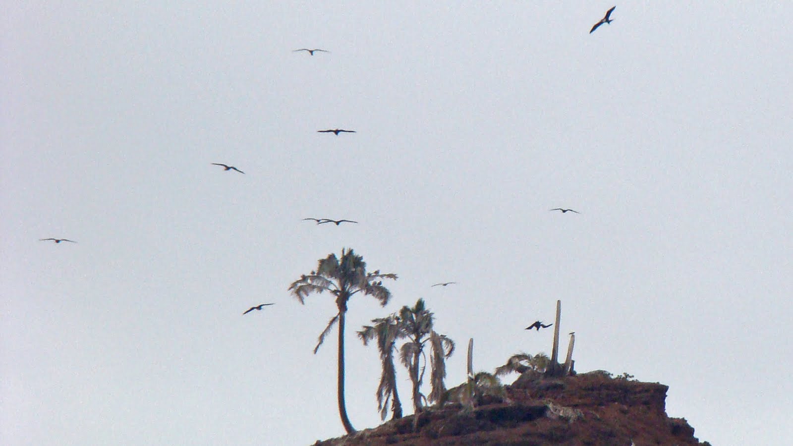 Maui 2011: The Iwa Birds