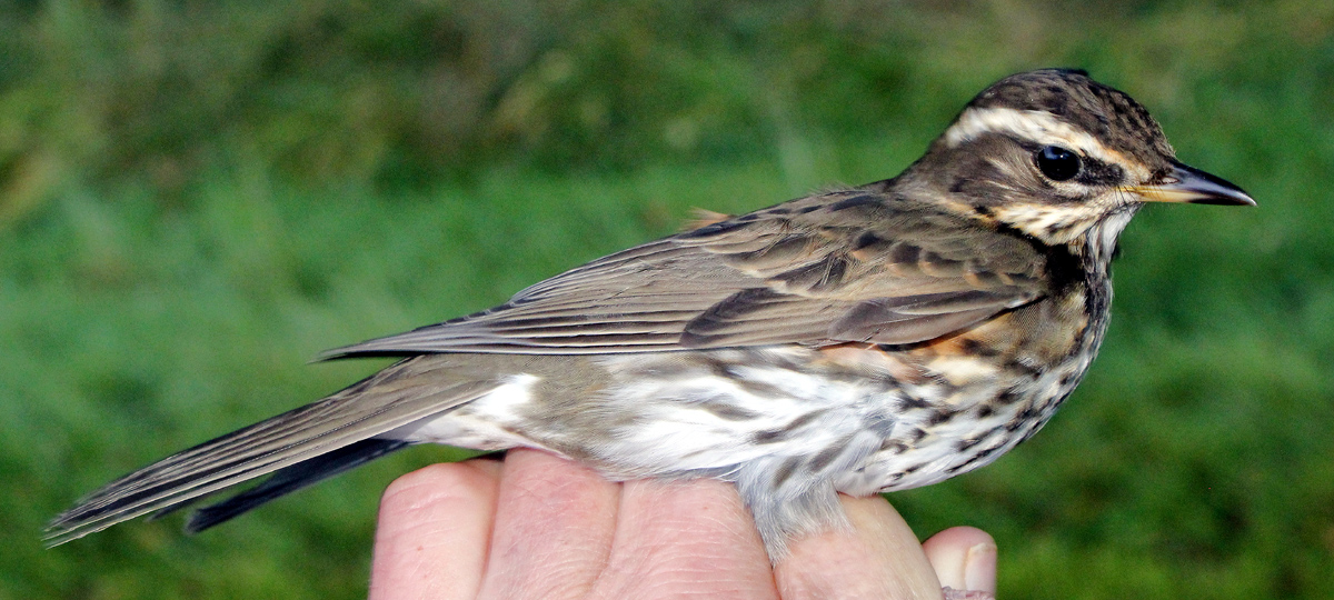Another Bird Blog: First Redwings