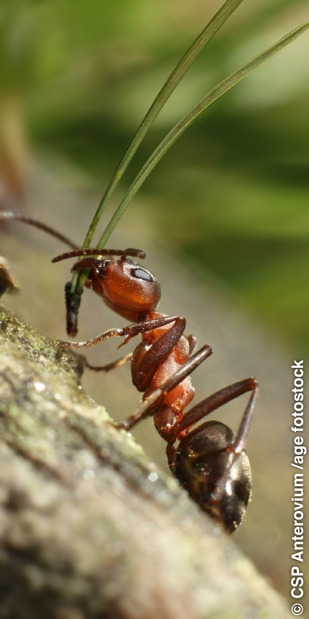 Nature-Ants Anatomy: The Amazing Design of the Ants Neck - Discovering Life