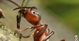 Nature-Ants Anatomy: The Amazing Design of the Ants Neck - Discovering Life