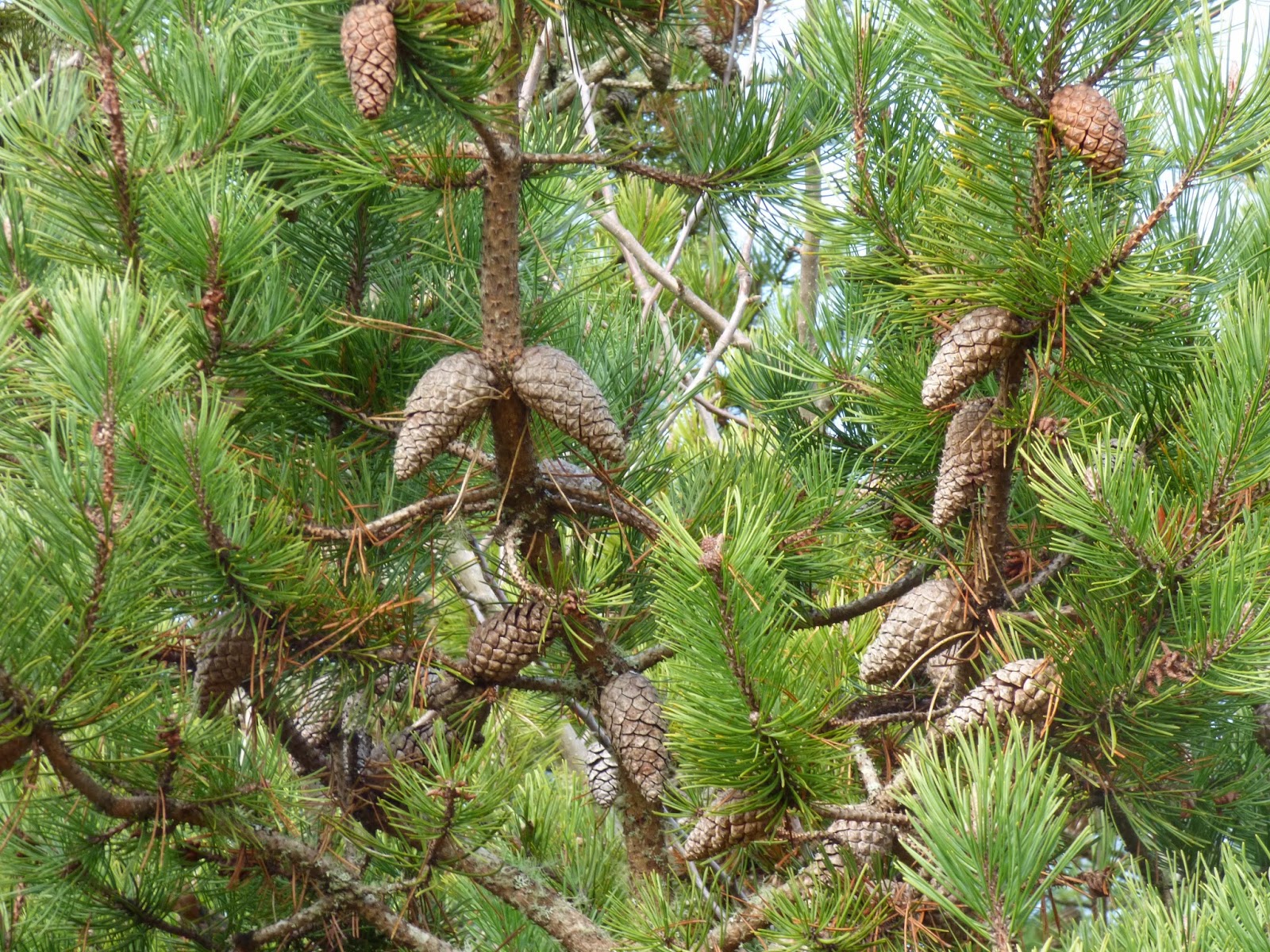 trees-two-needle-pines
