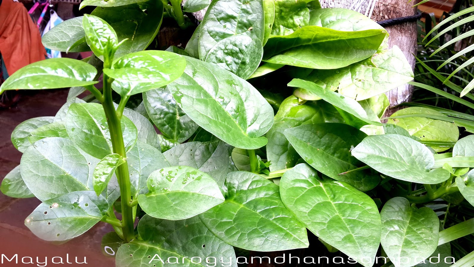 Aarogyam Dhanasampada: Medicinal Properties of Mayalu (Basella alba ...