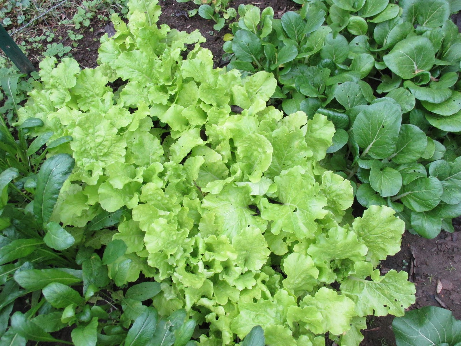 Kentucky Fried Garden: Greens In The Fall Vegetable Garden