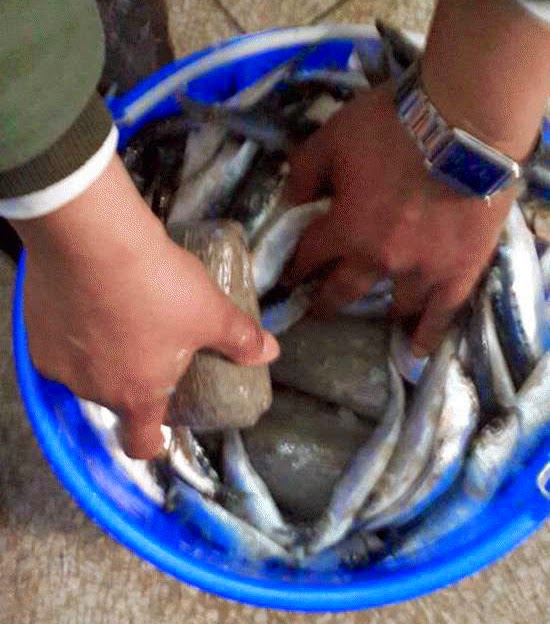 THE VIEW FROM FEZ: Something Fishy ~ Smuggling Hashish in Fish Bucket