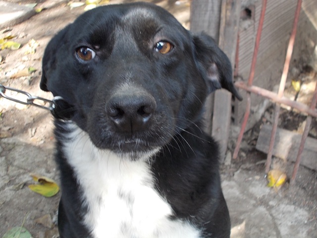 Adoptándonos: Francisquito, hermoso perro mestizo con pechito blanco en ...