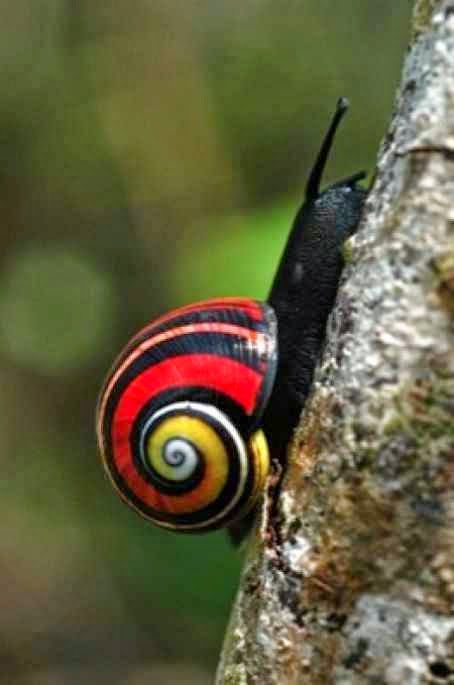 Some of the most beautiful snails you've ever seen!