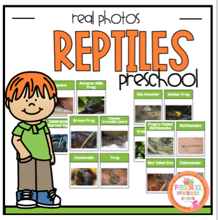 Reptiles Real Photo Cards ~ Preschool Printables
