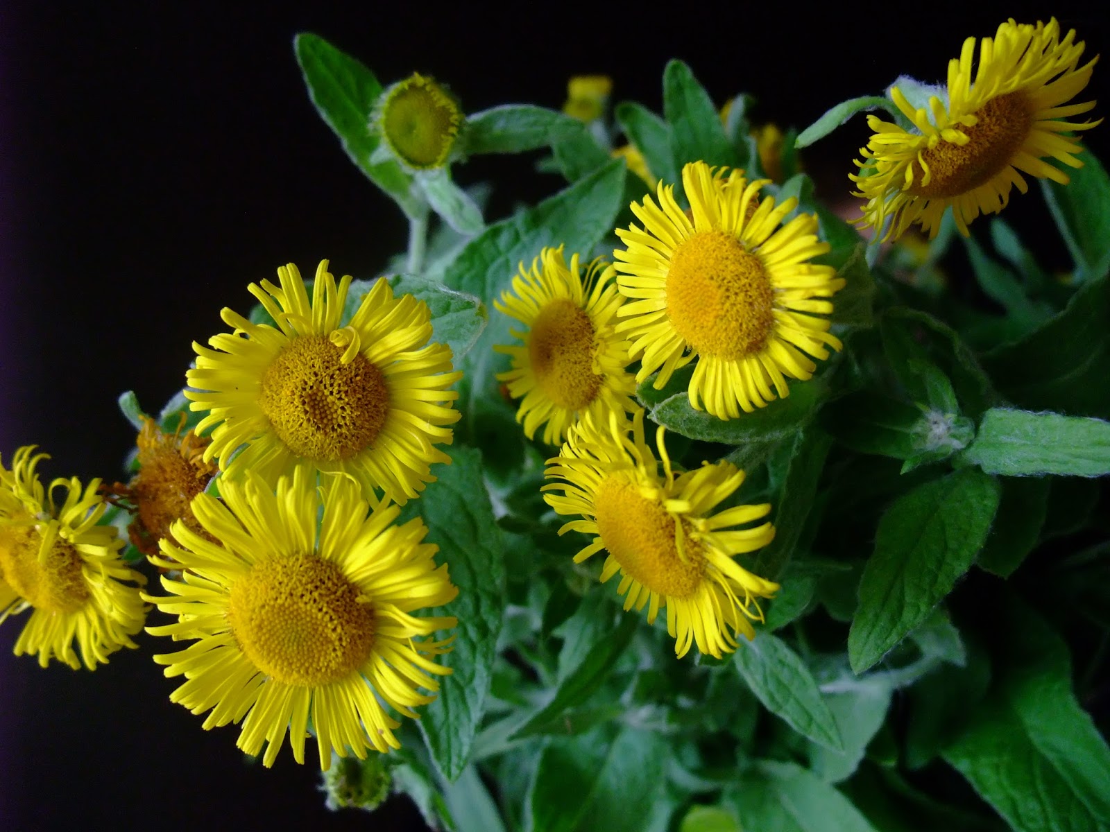 COMMON FLEABANE | Secret of Herbal Therapy, Treatment and Medicine