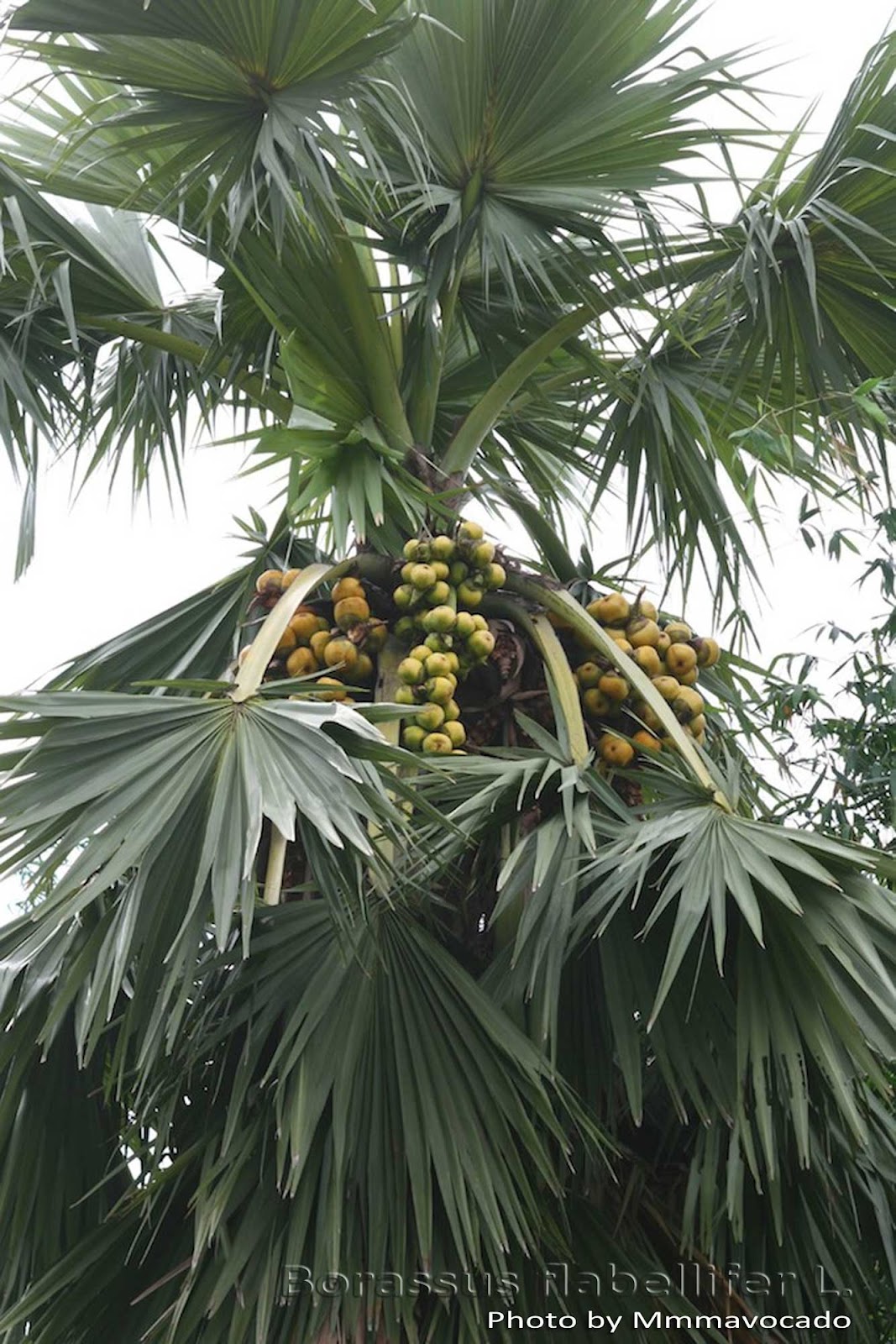 Medicinal Plants: Borassus flabellifer Tati Tala Panai