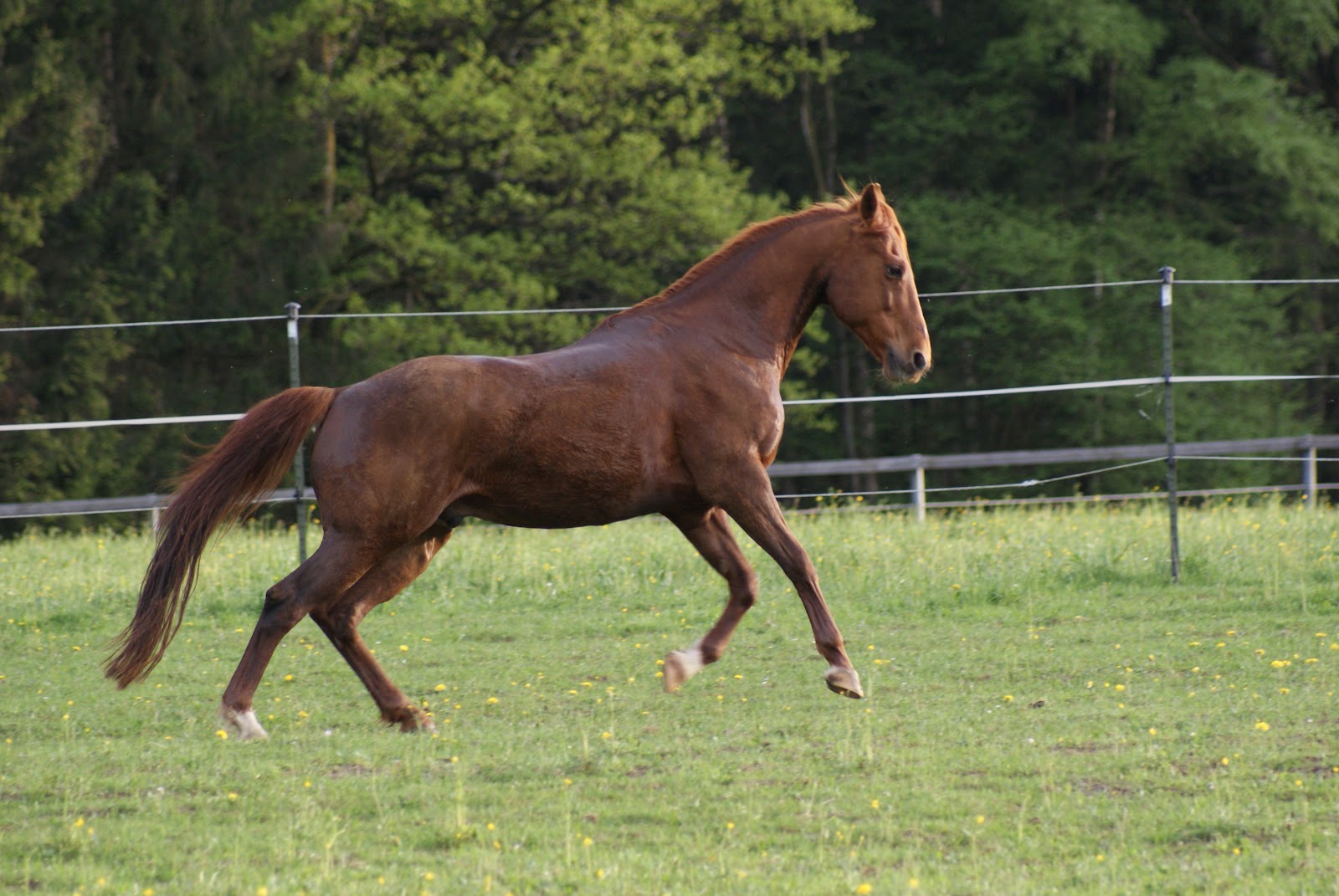 JAC`s Stable: Juni 2012