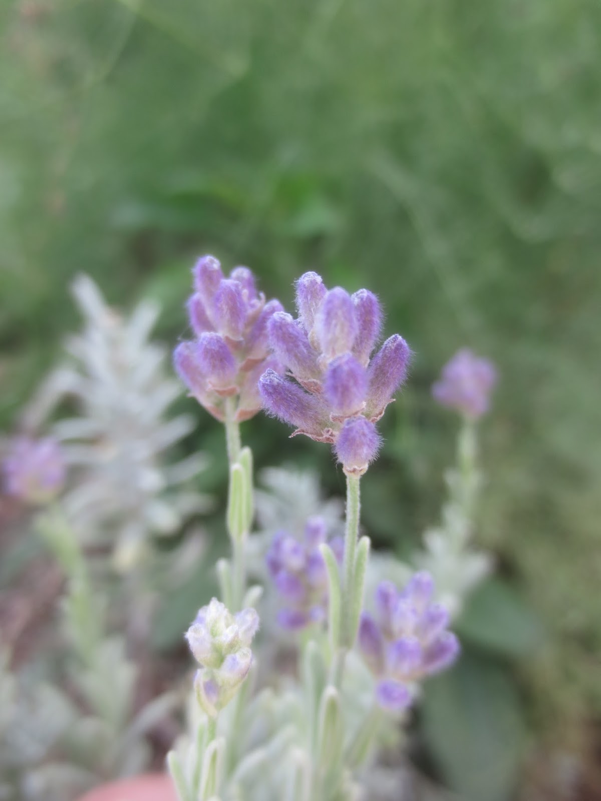 Tropical Texana: GROWING LAVENDER IN TEXAS