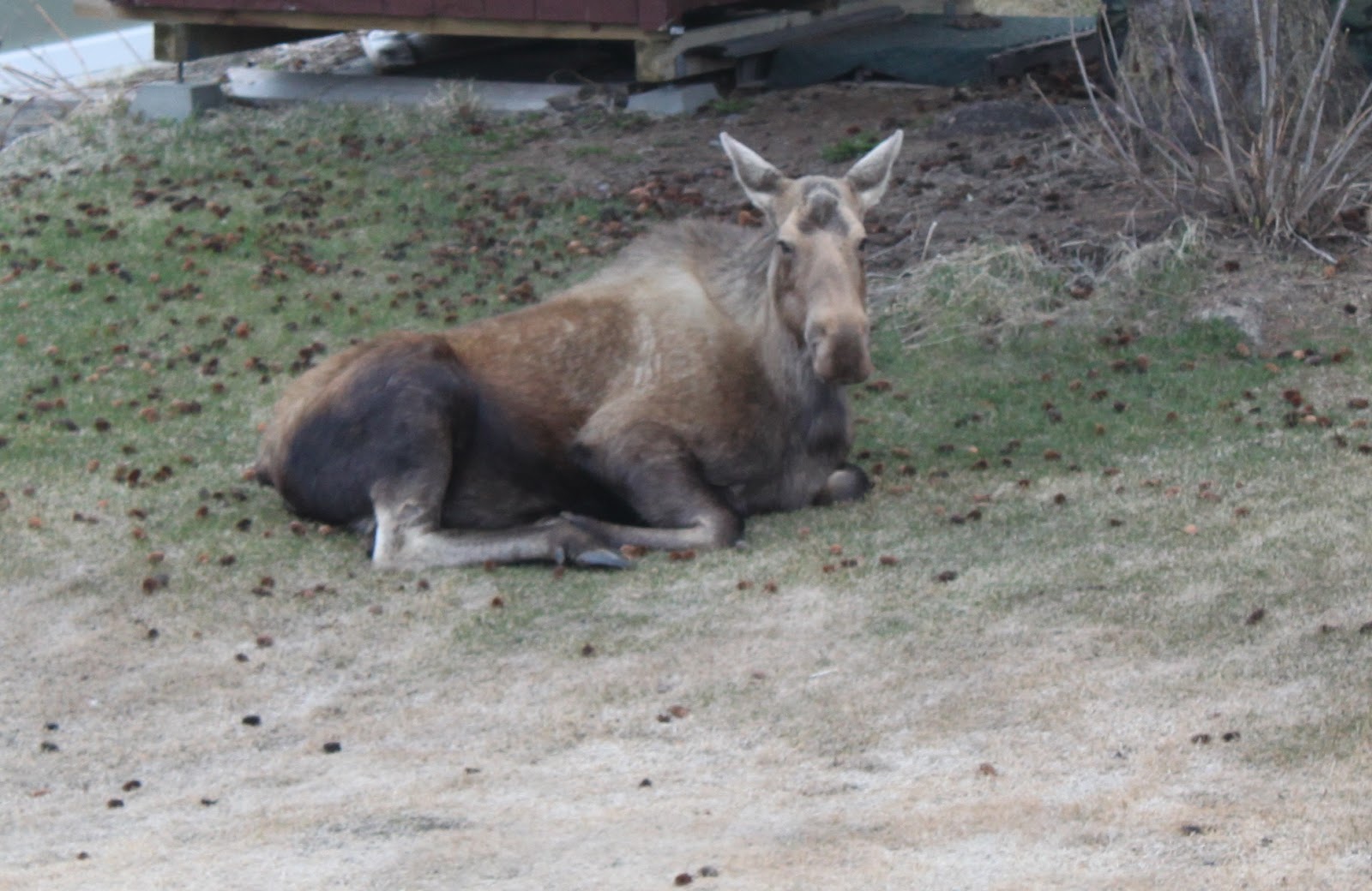 Incredibly Edible Moose: The Gift of the Moose or Moose Nose Soup