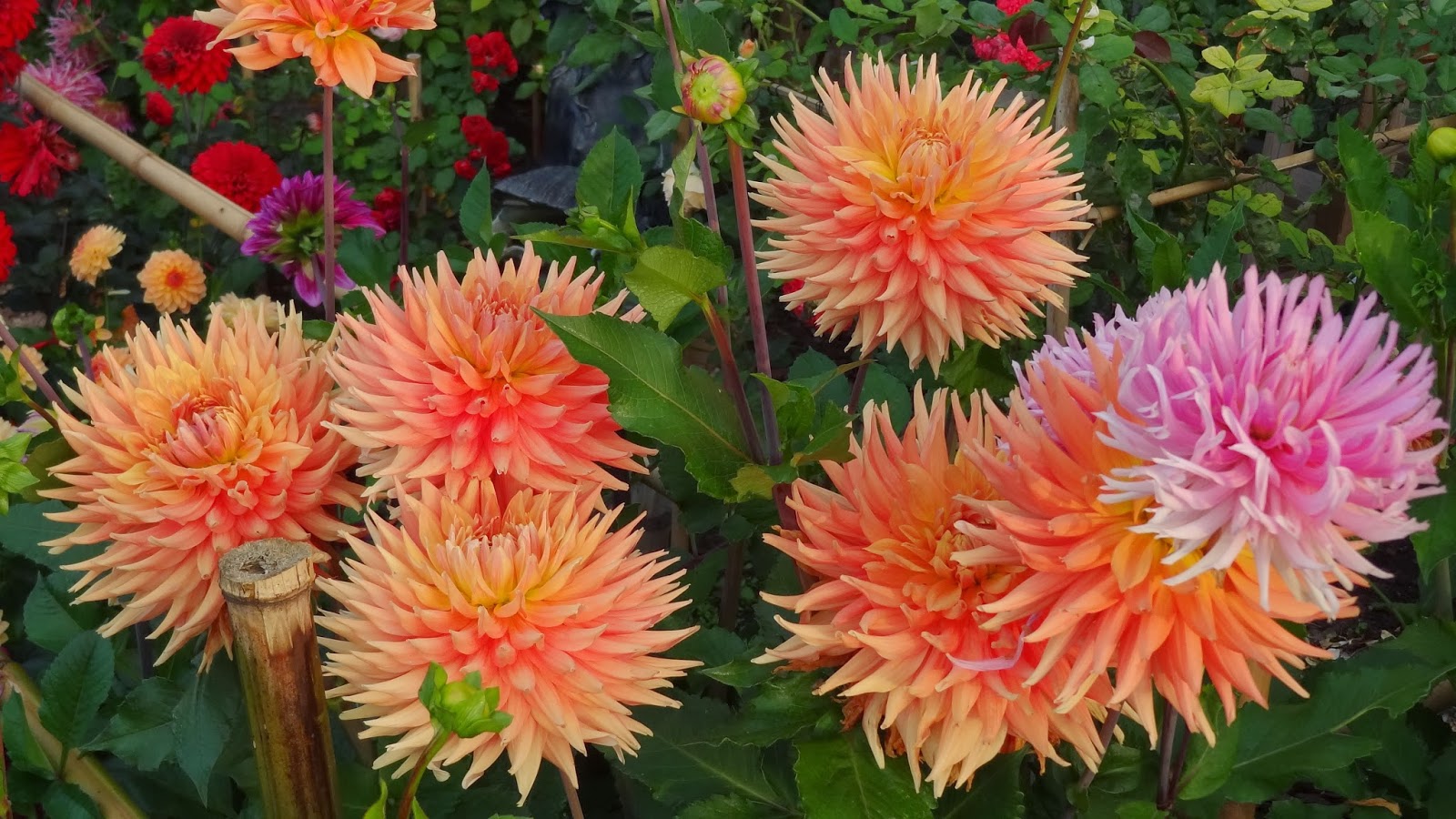 Dahlia flowers: Dahlia catalog-A-D