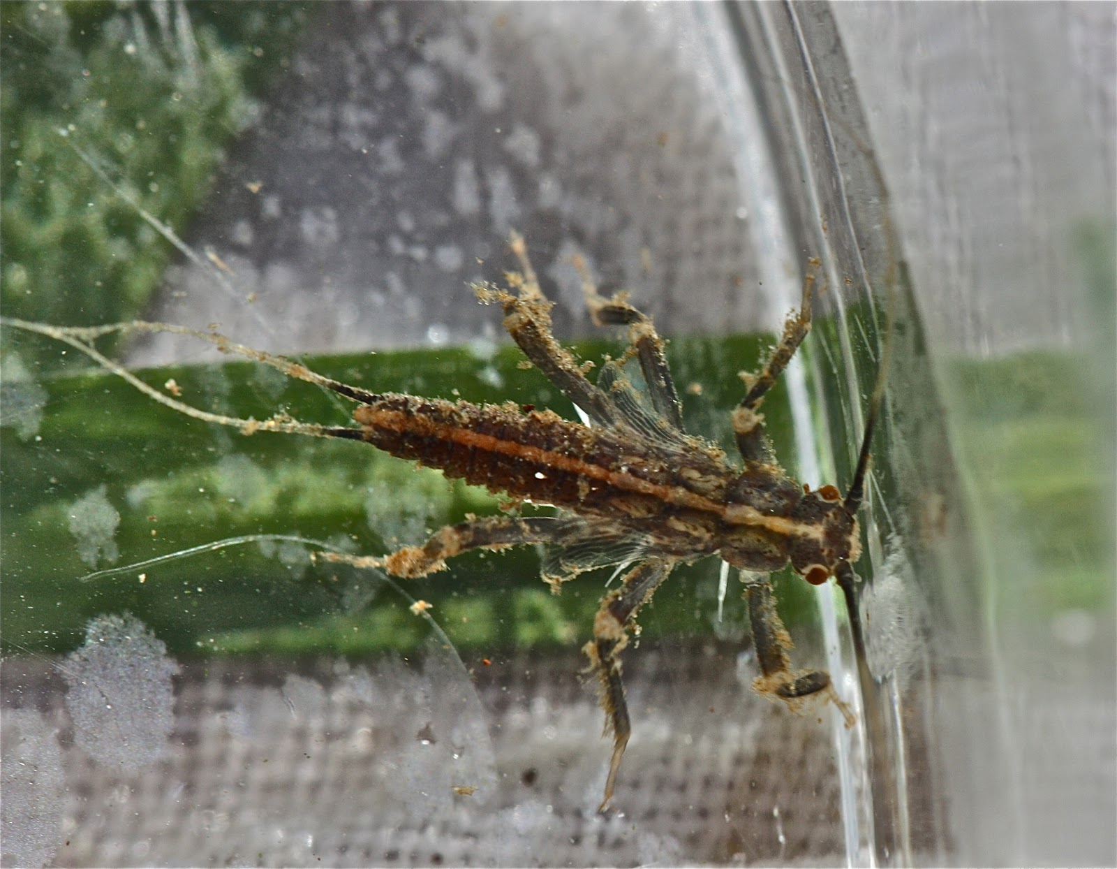 Aquatic Insects of Central Virginia: Getting Bigger and Bigger: Large ...