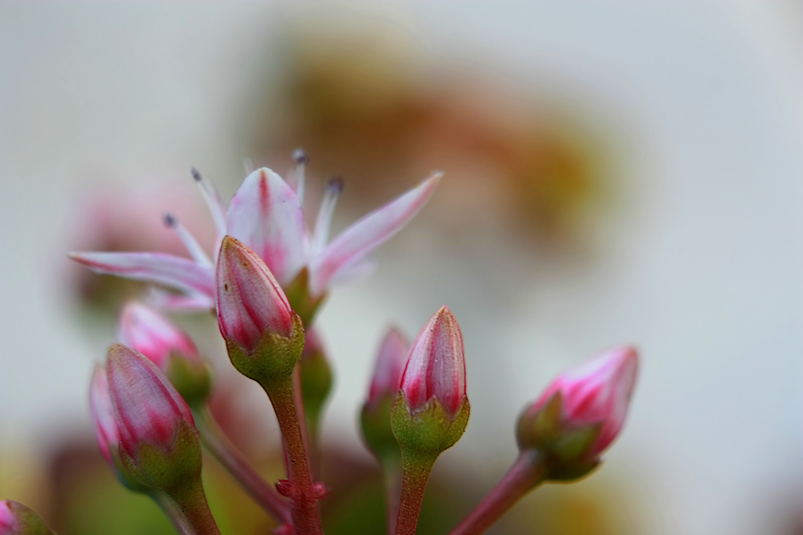 fotosmacro.blogspot.com: ¡Más flores y más capullos!