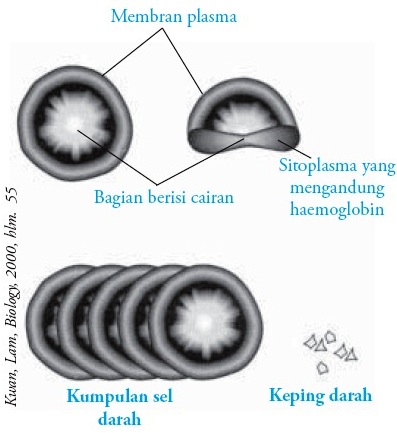 Fungsi Sel Darah Merah Eritrosit Manusia