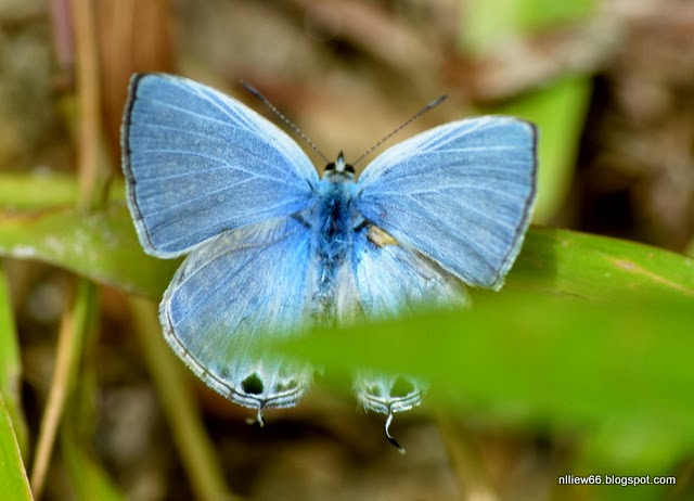 The Forested Path (and Beyond): BUTTERFLIES of RAUB: The Silver Forget ...