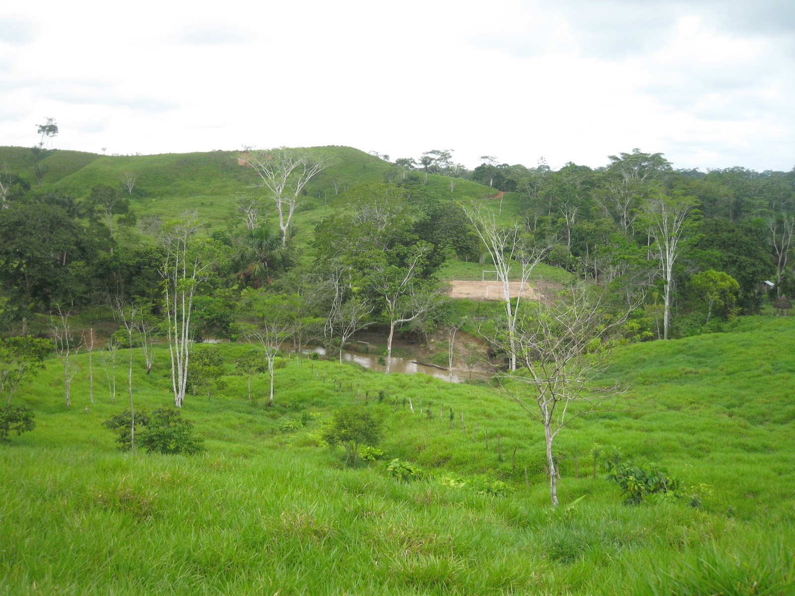 Ecosistemas Frecuentes en la Amazonia: Ecosistemas Amazónicos