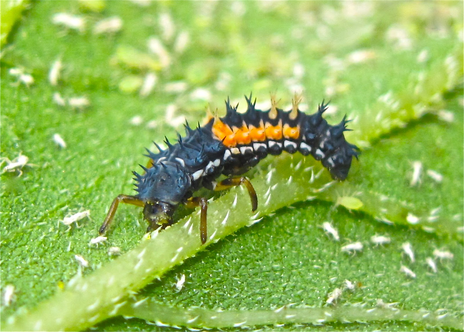 Mother Earth: "LIFE CYCLE"of the LADY BUG