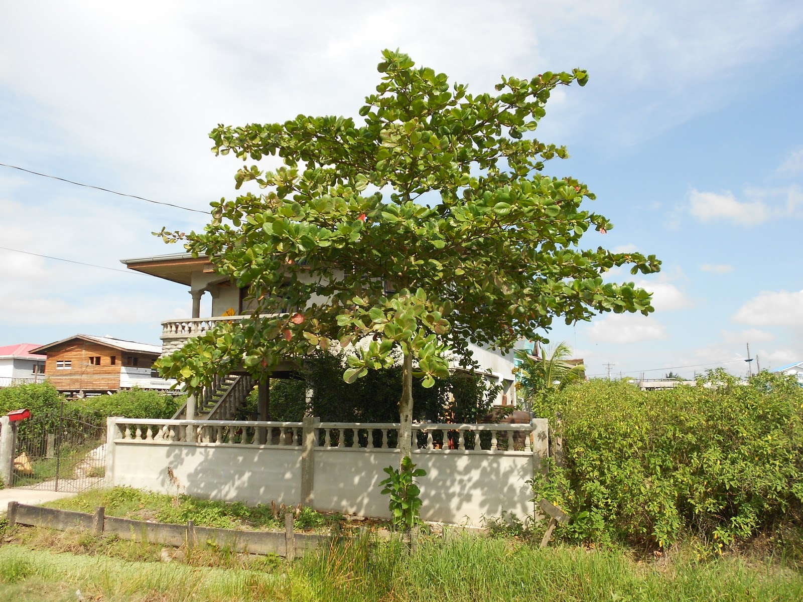 Pioneer's Paradise: Tree's & Me