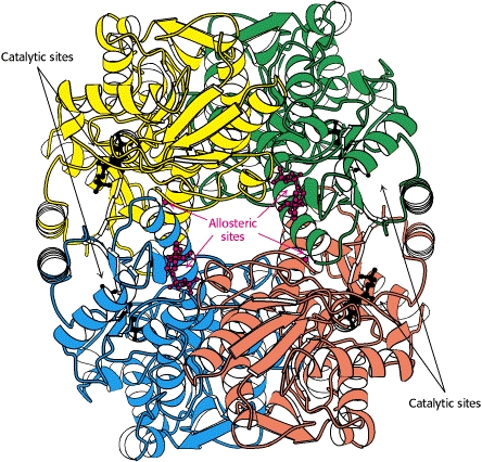 Phosphofructokinase 1 - Alchetron, The Free Social Encyclopedia