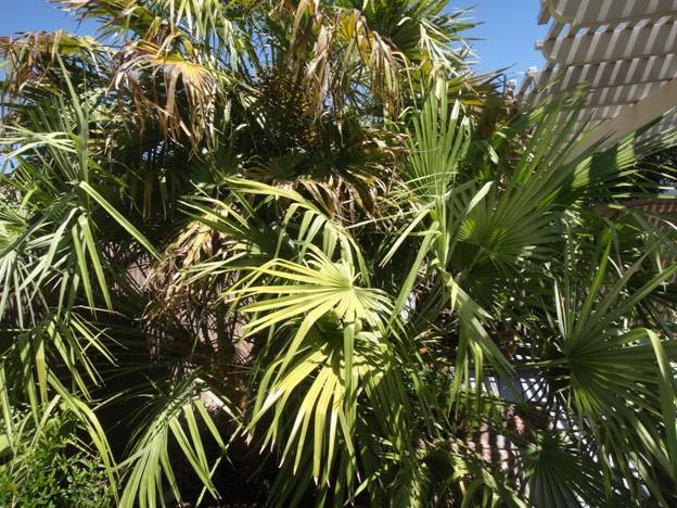 Xtremehorticulture of the Desert: Palm Fronds Browning on Multi-Trunked ...