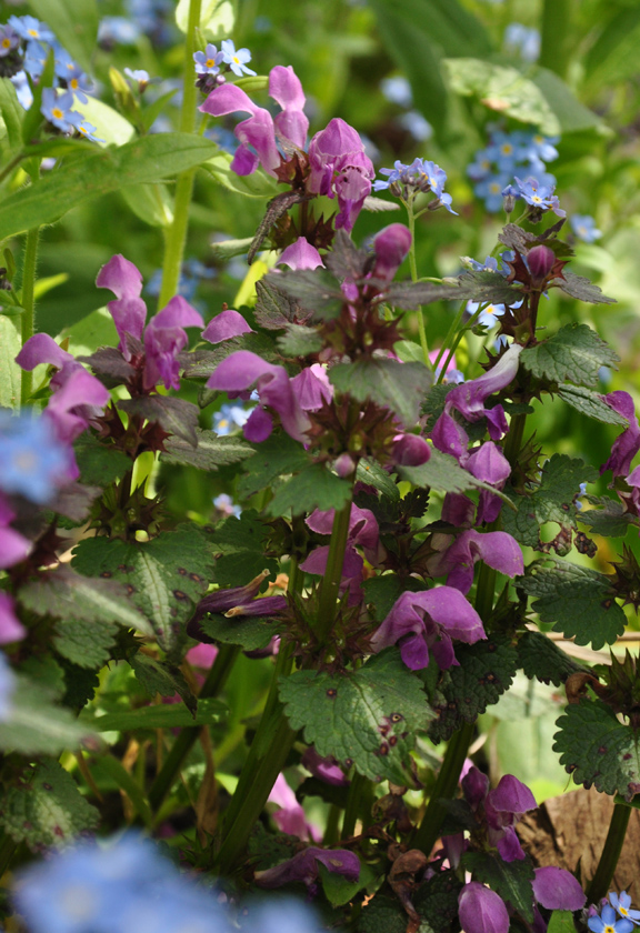 Three Dogs in a Garden: Outsmarted by a Plant! (L is for Lamium)