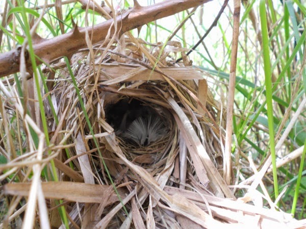 BTO Bird Ringing - 'Demog Blog': Chiff-ful start to the nesting season