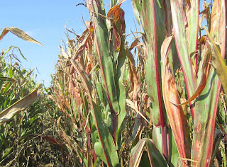 Grain Crops Update: Red corn leaves and stalks