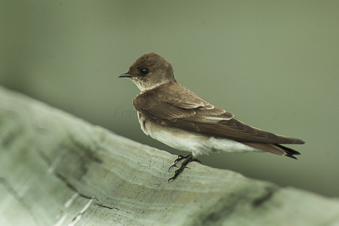 The Future of Birds: Aerial Insectivores in the Midwest