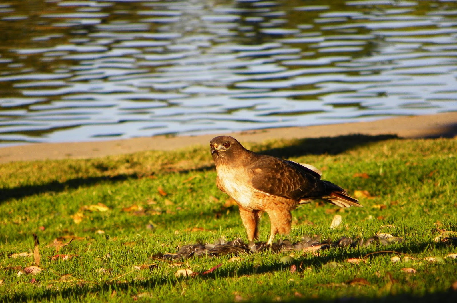 OC Birder Girl: Red-Tailed Hawk--Buteo jamaicensis
