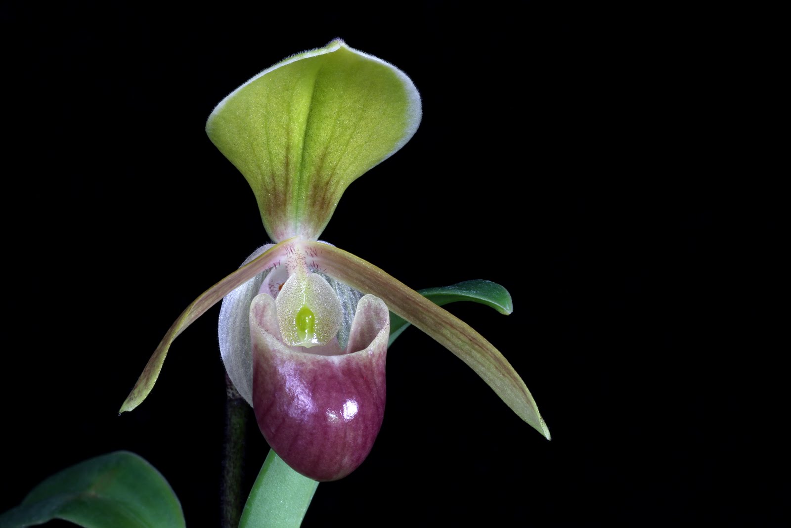 Orchids in Bloom: Paphiopedilum helenae