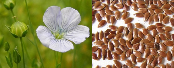 BYLINKY A TRÁVICÍ POTÍŽE