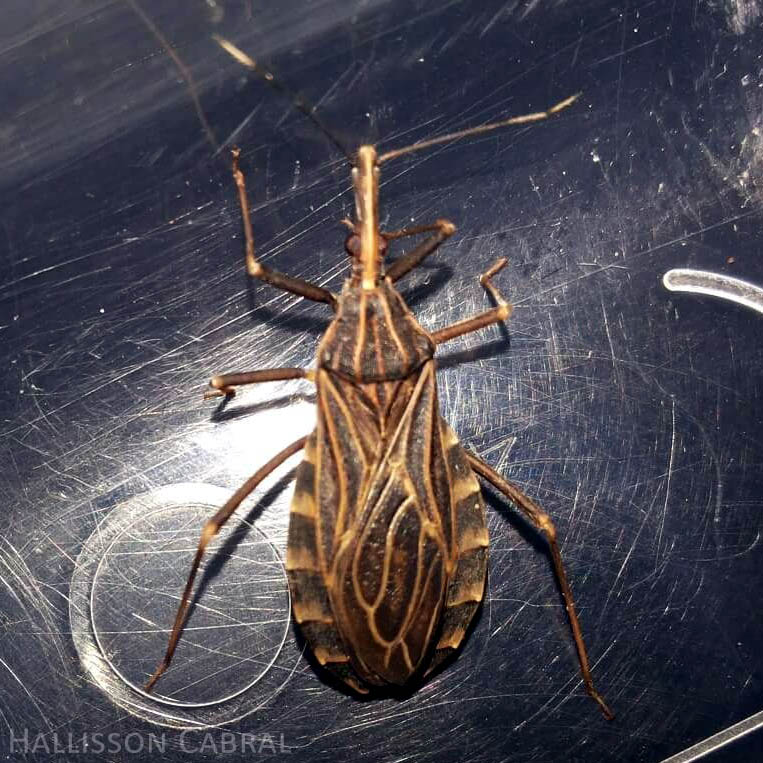 Insetologia - Identificação de insetos: Barbeiro Rhodnius em Goiás