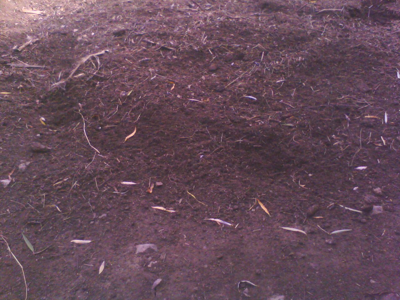 ALLISSONECOMPANHIA: ESTRUME CURTIDO