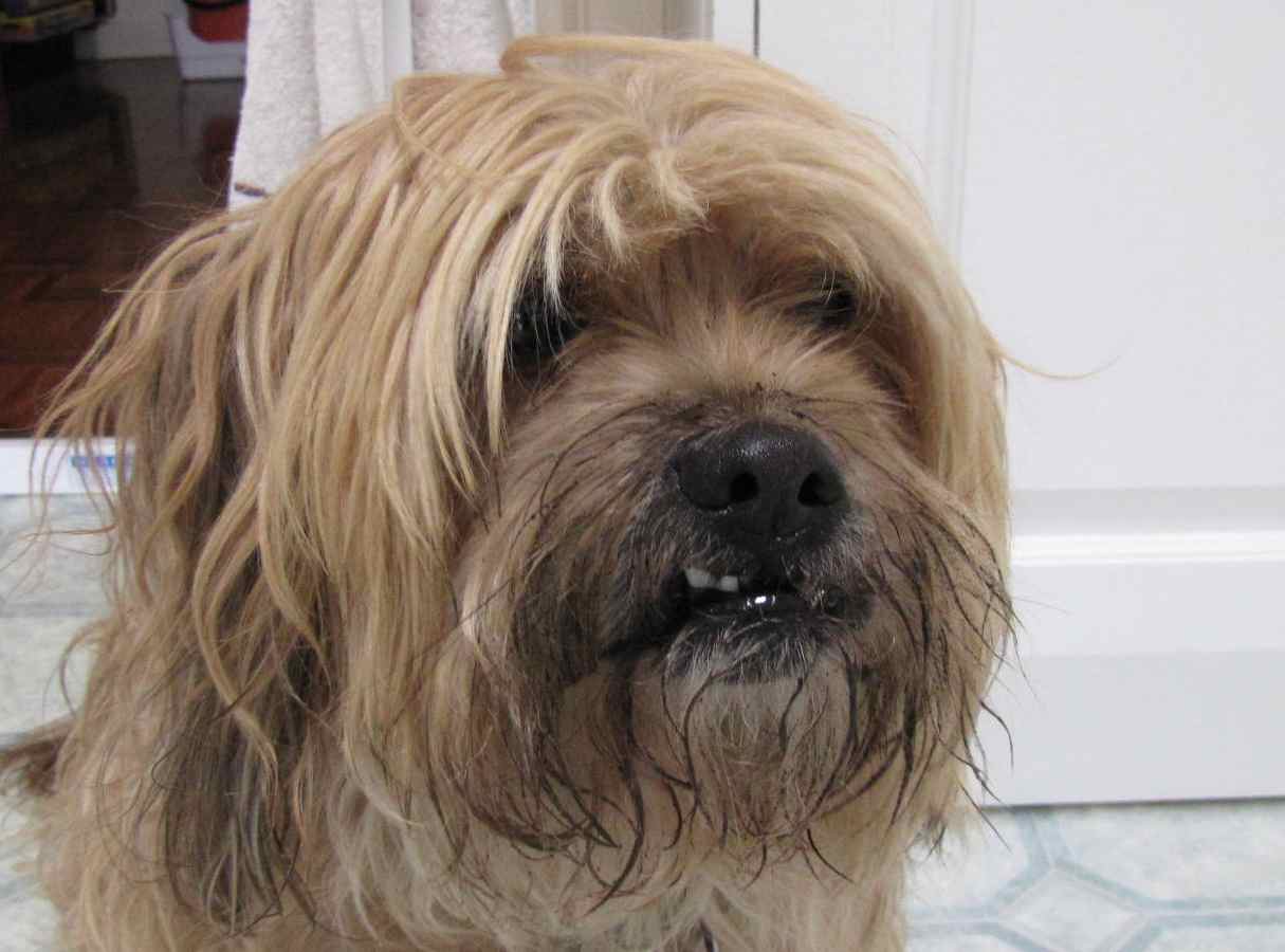 My dog : dogs burying bones and Elocon cream for skin problems