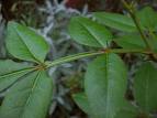 Herbs-Treat and Taste: TOOTHACHE TREE - INFORMATION : HEALTH BENEFITS ...