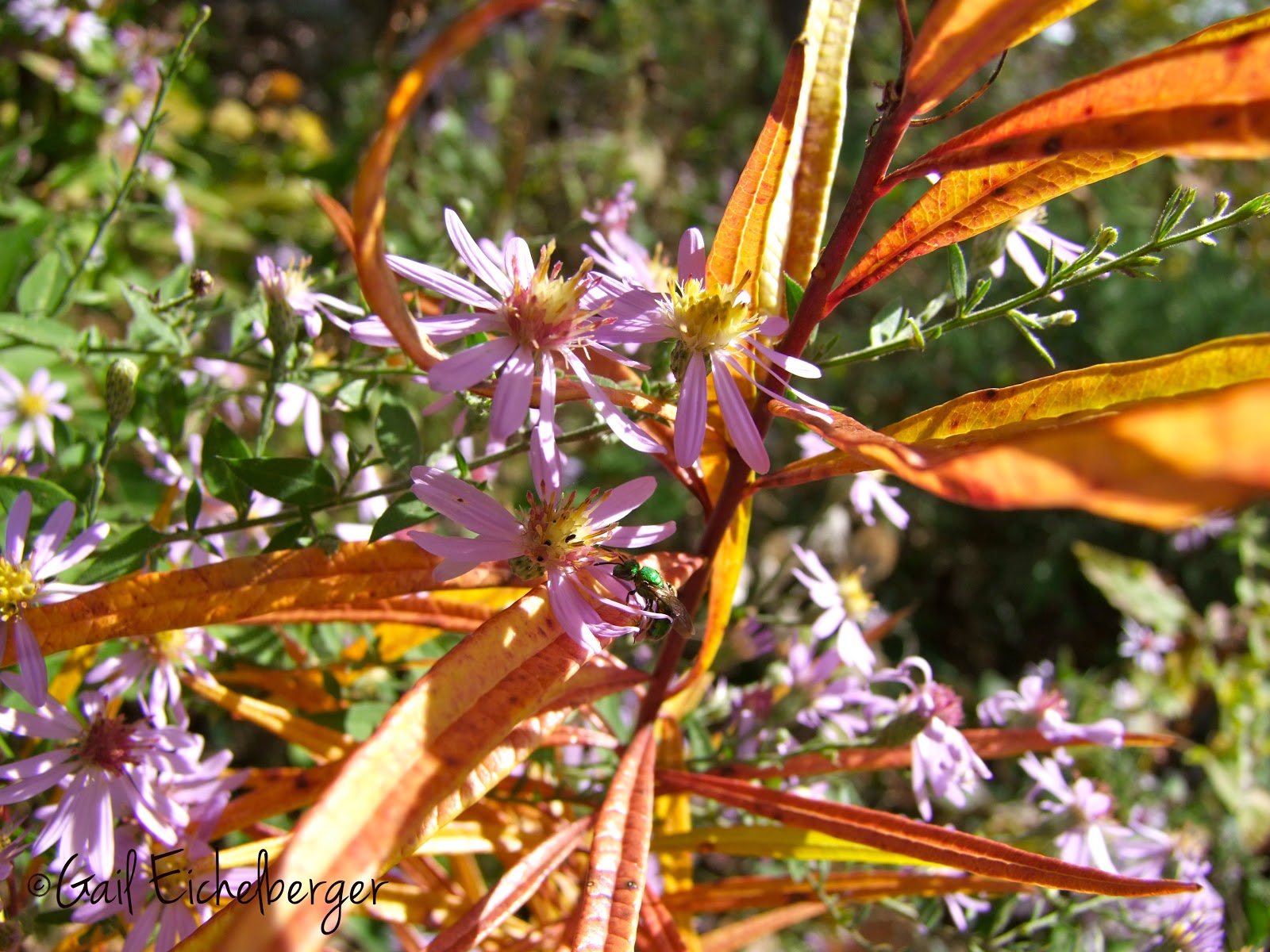 clay and limestone: Amsonia After The Fall