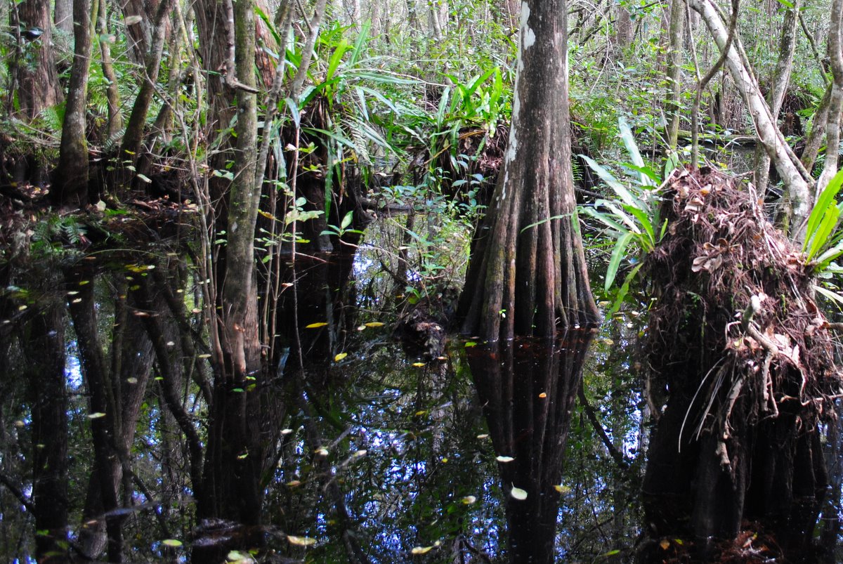 Field Notes and Photos: Corkscrew Swamp: an Audubon Society Sanctuary