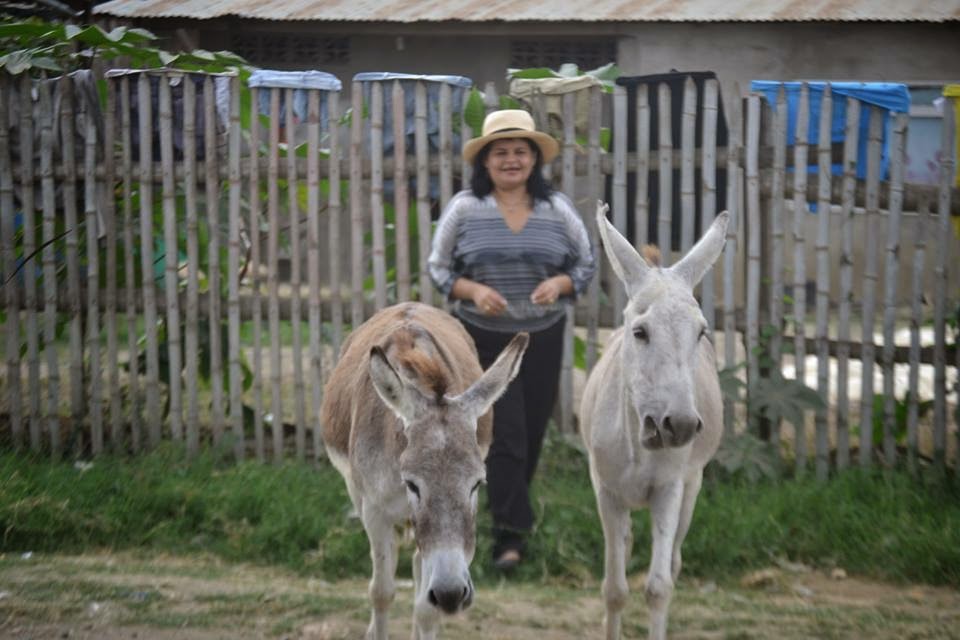 MANABI ....ECUADOR: HOMENAJE AL BURRO