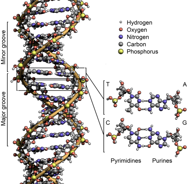 Bead Origami: Beaded DNA Experiments: Major and Minor Grooves