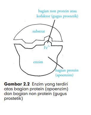 Komponen, Fungsi dan cara kerja Enzim Serta Komponen