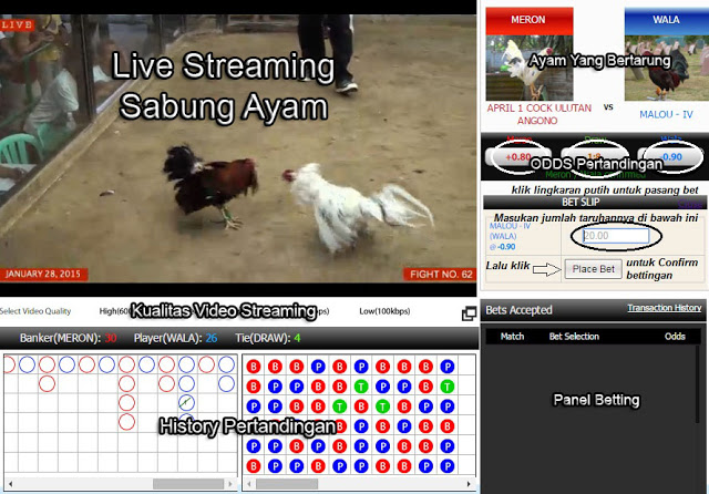Tips dan Trik Bermain Judi Sabung Ayam Online Bagi Pemula - Tips ...