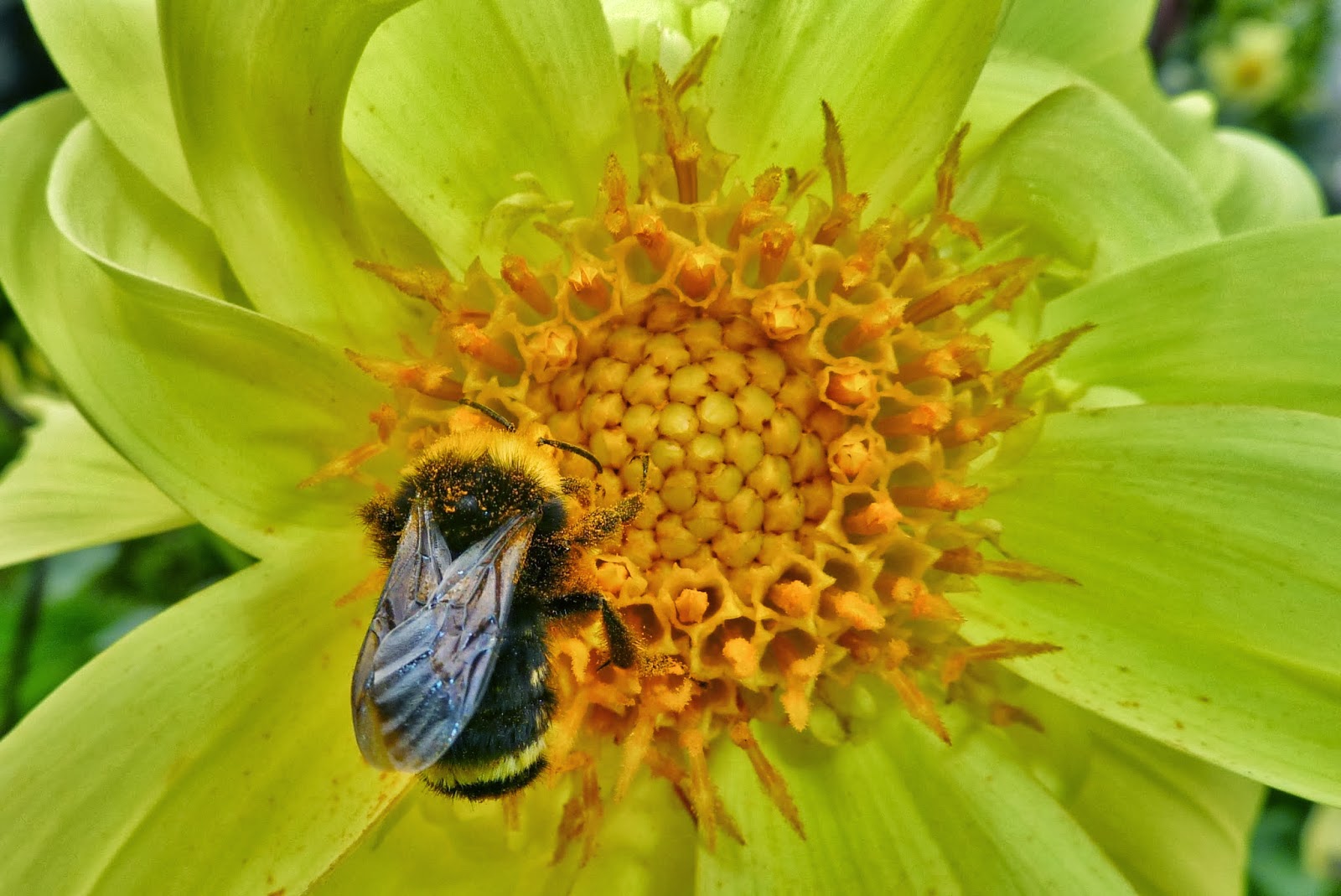 Bees, Birds & Butterflies: The Mystery of the Funny-colored Bees