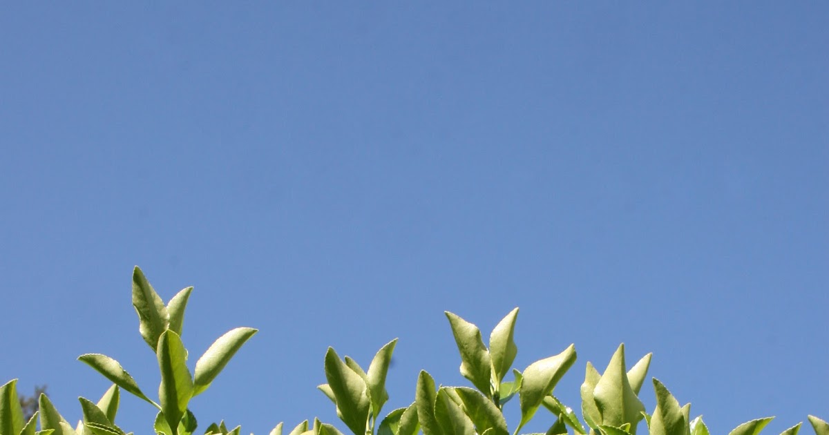 Twinkling Along: Poetry Friday: A Hedge Poem