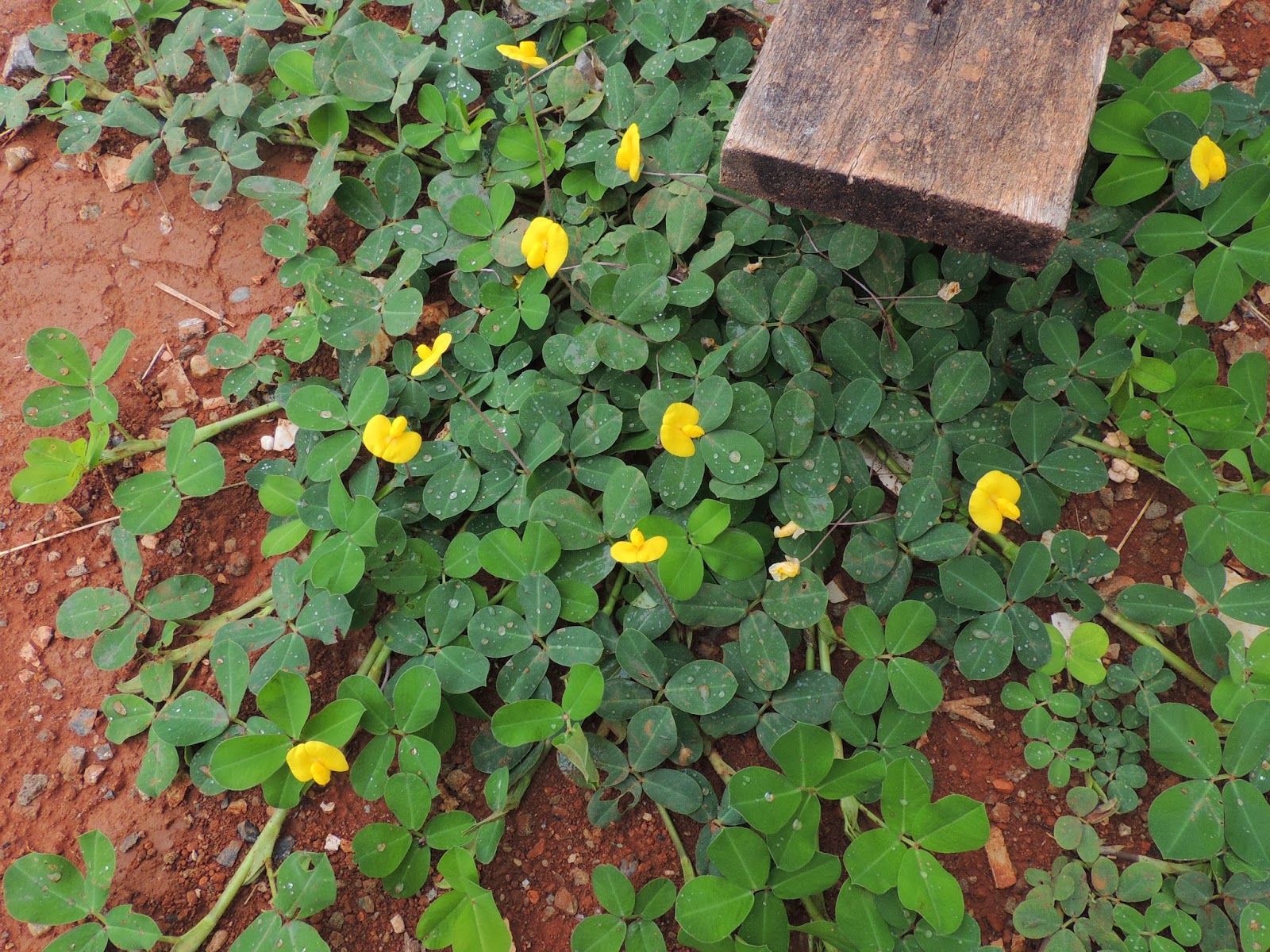 Fabaceae - Leguminosae no Brasil: Fabaceae - Arachis pintoi Krapov. & W ...