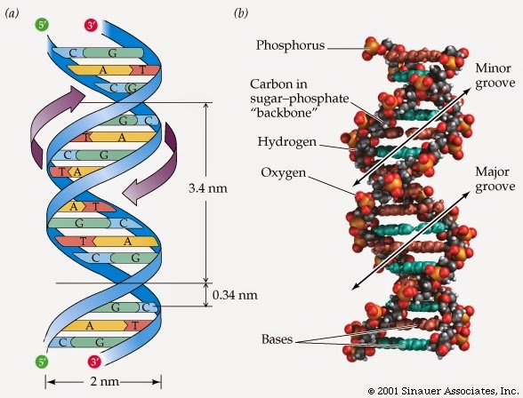 Catatan Kecil: Memahami Gen, DNA, RNA