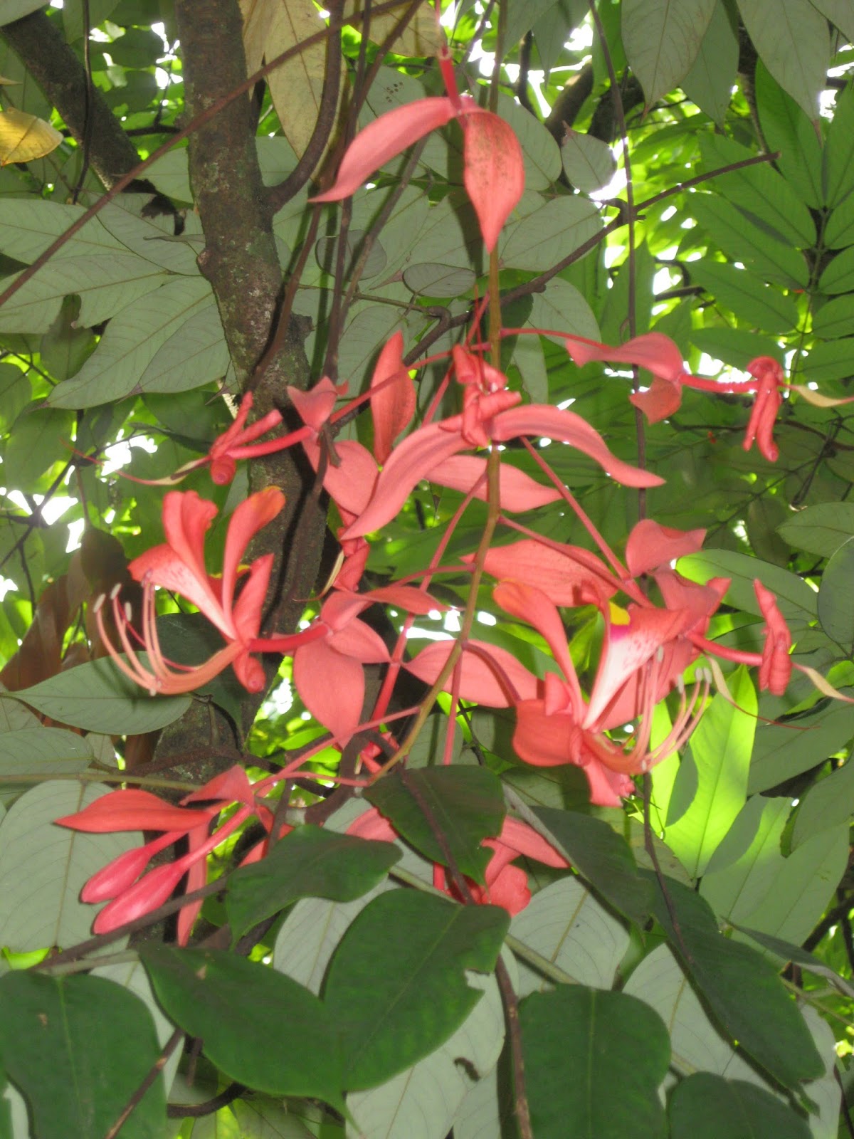 Shimshipa Tree at the Trivandrum Museum campus